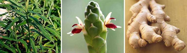 Ginger - The Lost Herbs