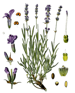 Lavender: The Complete Guide to Growing, Harvesting, and Using Nature's ...