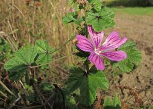 25 Medicinal Plants You Can Forage Right Now - The Lost Herbs