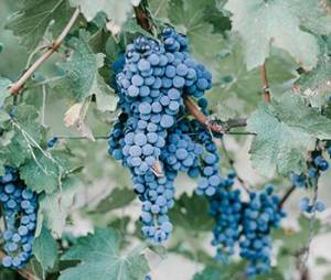 25 Medicinal Plants You Can Forage Right Now - The Lost Herbs