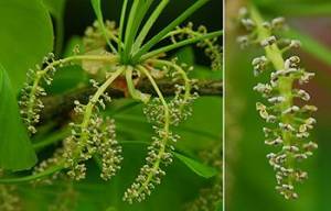 Ginkgo Biloba - The Lost Herbs