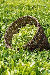 Tea Plant (Green Tea) - The Lost Herbs