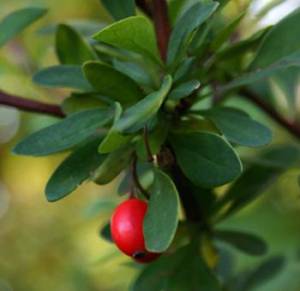 10 Berries You Should Look For In The Woods - The Lost Herbs