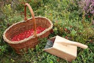 10 Berries You Should Look For In The Woods - The Lost Herbs