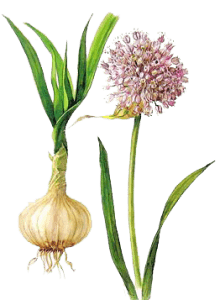 Garlic - The Lost Herbs
