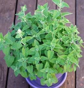 Catnip - The Lost Herbs