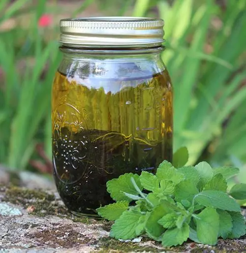 Lemon Balm - The Lost Herbs
