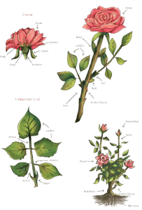 Rose - The Lost Herbs