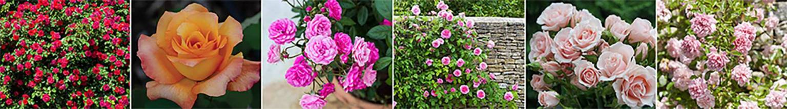 Rose - The Lost Herbs