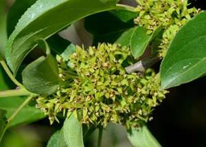 10 Natural Laxative Herbs - The Lost Herbs