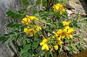 10 Natural Laxative Herbs - The Lost Herbs