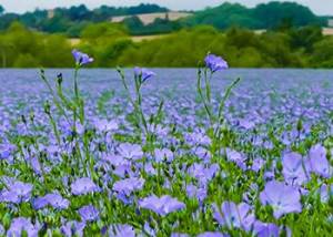 Common Flax - The Lost Herbs