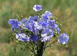 Common Flax - The Lost Herbs