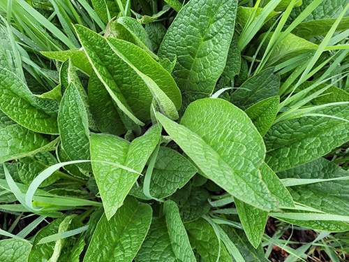 How To Make A Comfrey Salve For Arthritis and Joint Pain - The Lost Herbs