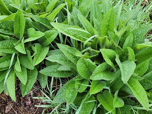 How To Make A Comfrey Salve For Arthritis and Joint Pain - The Lost Herbs