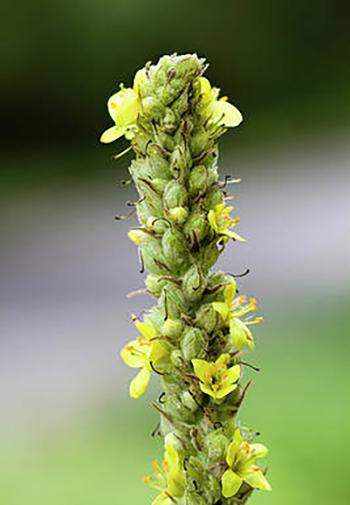 Mullein - Herbal Mullein Uses - The Lost Herbs