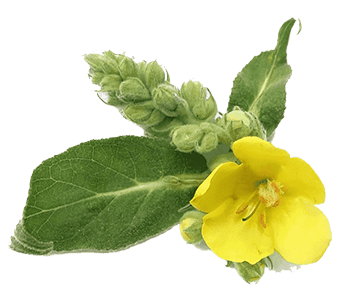 Mullein - Herbal Mullein Uses - The Lost Herbs