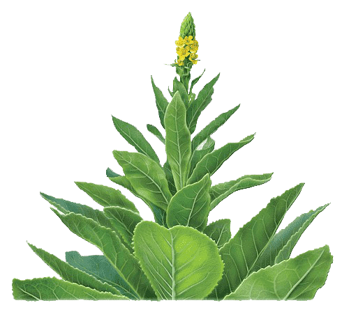 Mullein - Herbal Mullein Uses - The Lost Herbs