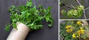 10 Natural Laxative Herbs - The Lost Herbs