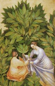 Sage - The Lost Herbs