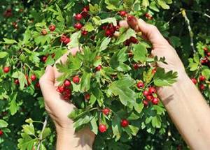 Hawthorn - The Lost Herbs