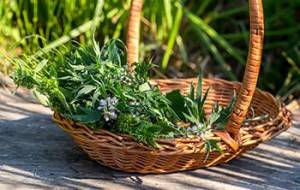 Motherwort - The Lost Herbs