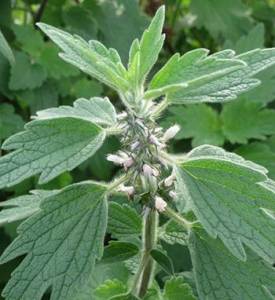 Motherwort - The Lost Herbs