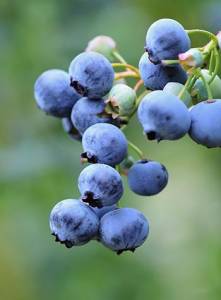 The Superberry - The Lost Herbs