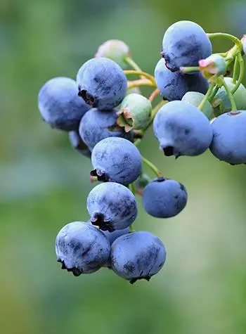 The Superberry - The Lost Herbs