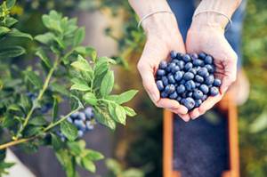 The Superberry - The Lost Herbs