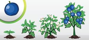 The Superberry - The Lost Herbs