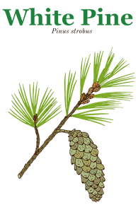 White Pine - The Lost Herbs