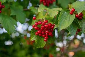 Cramp Bark - The Lost Herbs