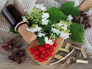 Cramp Bark - The Lost Herbs