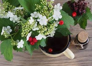 Cramp Bark - The Lost Herbs