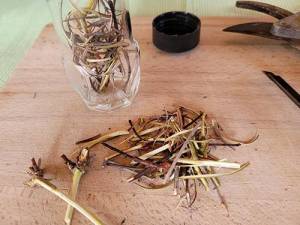 Cramp Bark - The Lost Herbs