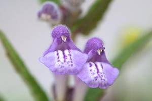 Foods And Herbs That Increase Libido and Others That Kill It - The Lost ...