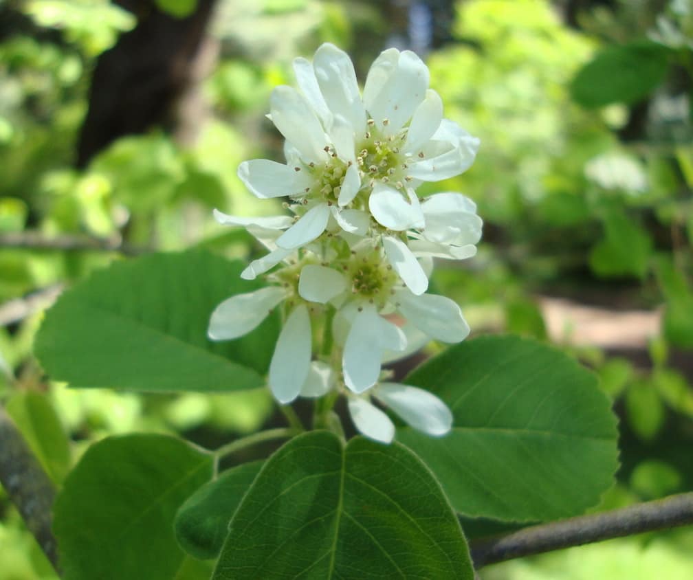 Saskatoon - The Lost Herbs