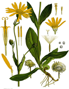 Arnica - The Lost Herbs
