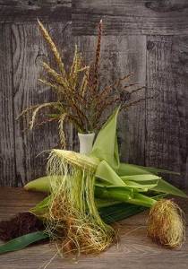 Corn - The Lost Herbs