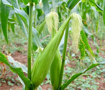 Corn - The Lost Herbs