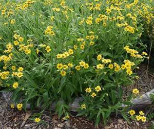 Arnica - The Lost Herbs