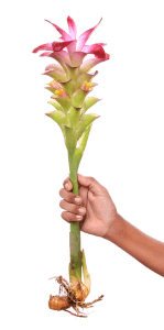 Turmeric - The Lost Herbs