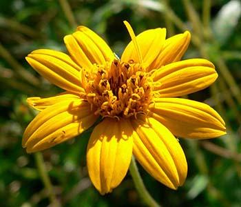 Arnica - The Lost Herbs