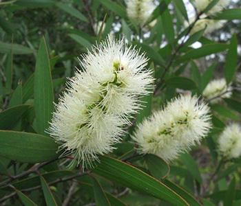 Tea Tree - The Lost Herbs