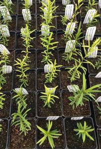 Tea Tree - The Lost Herbs