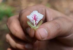 Cardamom - The Lost Herbs