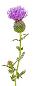 Milk Thistle - The Lost Herbs