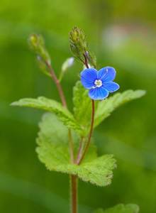 Speedwell - The Lost Herbs