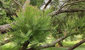 Tea Tree - The Lost Herbs